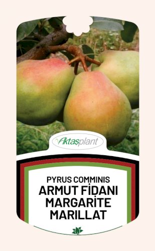 Pyrus Comminis Margarite Marıllat (Margarite Armut) - All Turkish Style ...